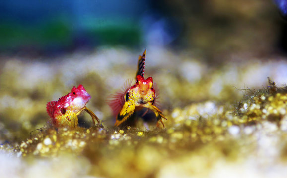 Sycorax-Bilder: Stock-Fotos & -Videos. | Adobe Stock