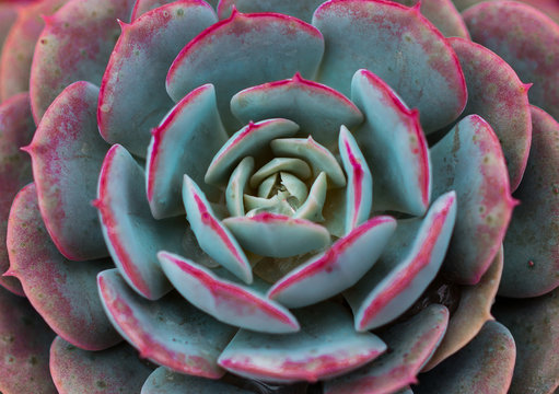 รูปภาพSucus – เลือกดูภาพถ่ายสต็อก เวกเตอร์ และวิดีโอ240 | Adobe Stock