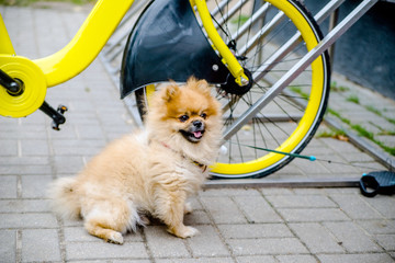 "pomeranian Dog" photos, royalty-free images, graphics, vectors ...
