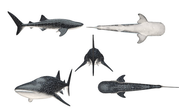 Butanding Images – Browse 6,637 Stock Photos, Vectors, and Video ...