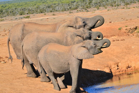 Pachiderma - Images et vidéos libres de droits | Adobe Stock
