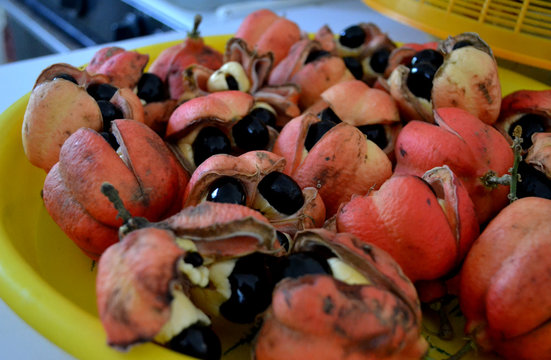 Ackee 이미지 – 찾아보기 476 스톡 사진, 벡터 및 비디오 | Adobe Stock