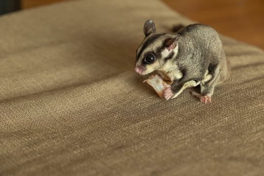 74 BEST Patagium IMAGES, STOCK PHOTOS & VECTORS | Adobe Stock