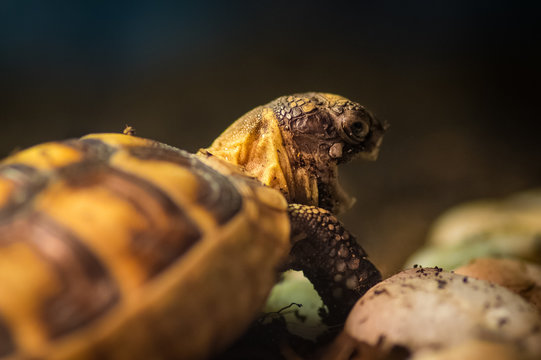 "Mediterranean Tortoise" Images – Browse 134 Stock Photos, Vectors, and ...