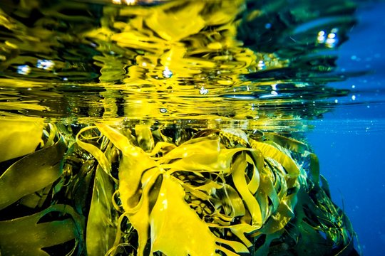 Kelp Forest Bilder – Durchsuchen 24,394 Archivfotos, Vektorgrafiken und ...