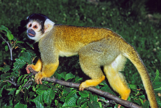 Saimiri 이미지 – 찾아보기 4,725 스톡 사진, 벡터 및 비디오 | Adobe Stock