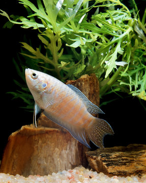 Belontiidae Images – Browse 40 Stock Photos, Vectors, and Video | Adobe ...