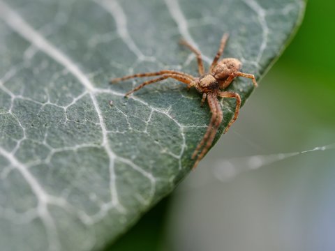 Winkelspinne Bilder – Durchsuchen 11,379 Archivfotos, Vektorgrafiken ...