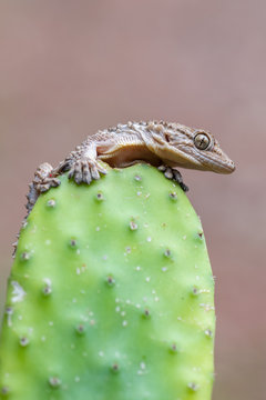 Naca Images – Browse 51 Stock Photos, Vectors, and Video | Adobe Stock