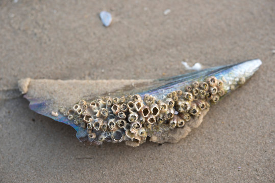 「Barnicle」の画像 - 14,789 件の Stock 写真、ベクターおよびビデオ | Adobe Stock