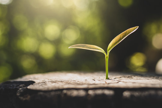 รูปภาพNurture – เลือกดูภาพถ่ายสต็อก เวกเตอร์ และวิดีโอ576,199 | Adobe Stock