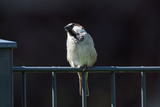 Perching Images – Browse 1,691,856 Stock Photos, Vectors, and Video ...