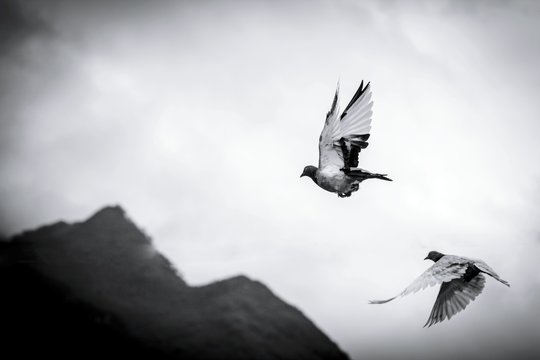 รูปภาพFlapping – เลือกดูภาพถ่ายสต็อก เวกเตอร์ และวิดีโอ119,584 | Adobe ...