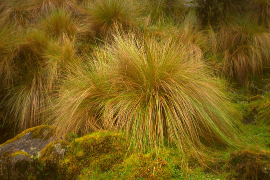 Imágenes de Ichu: descubre bancos de fotos, ilustraciones, vectores y ...