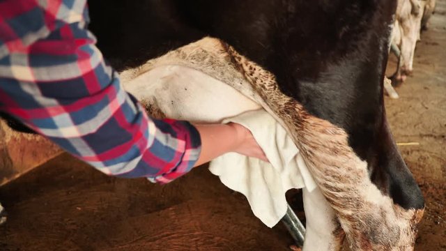 Udders Immagini - Sfoglia 37,992 foto, vettoriali e video Stock | Adobe ...