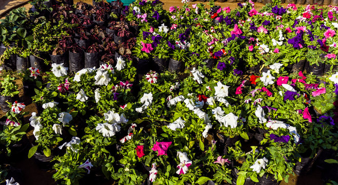 Galgota Images – Browse 41 Stock Photos, Vectors, and Video | Adobe Stock