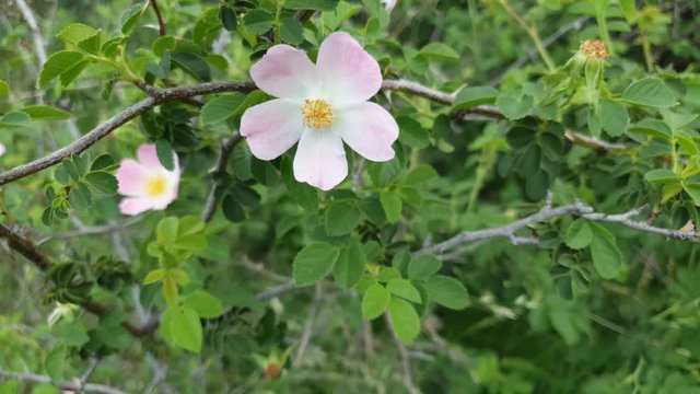 Chloroform Video Footage – Browse 88 HD Stock Video and Footage | Adobe ...