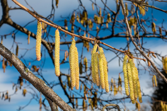 "Hazel Bush"-Bilder: Stock-Fotos & -Videos. | Adobe Stock