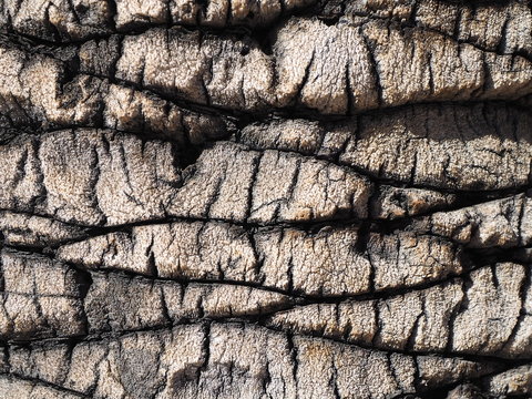 Palm Tree Texture Seamless