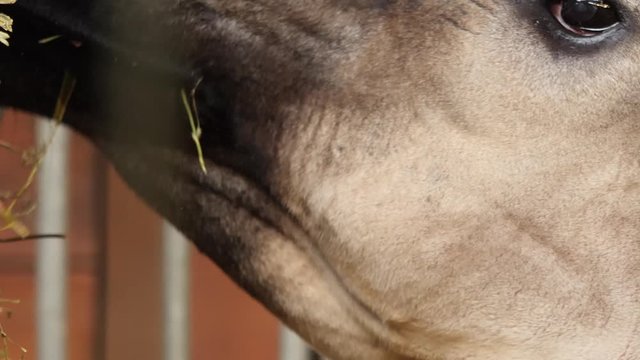 Okapi Bilder – Durchsuchen 2,679 Archivfotos, Vektorgrafiken und Videos ...