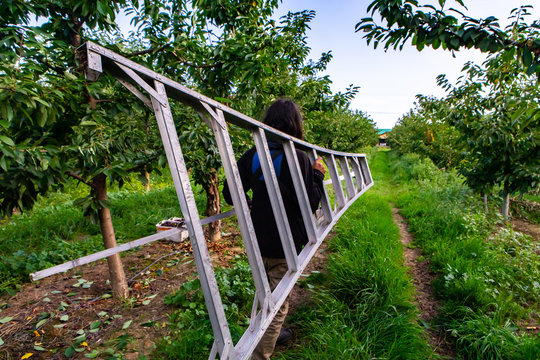 Imágenes de Labriego: descubre bancos de fotos, ilustraciones, vectores ...