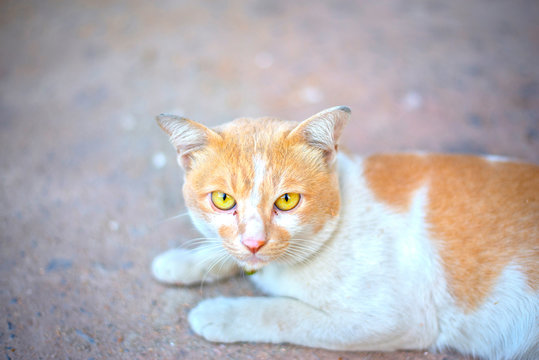 รูปภาพStarveling – เลือกดูภาพถ่ายสต็อก เวกเตอร์ และวิดีโอ456 | Adobe Stock