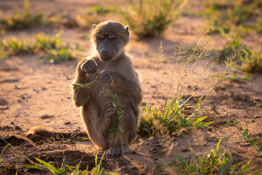 รูปภาพDextrous – เลือกดูภาพถ่ายสต็อก เวกเตอร์ และวิดีโอ150 | Adobe Stock