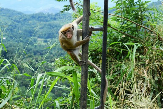 รูปภาพRilawa – เลือกดูภาพถ่ายสต็อก เวกเตอร์ และวิดีโอ117 | Adobe Stock