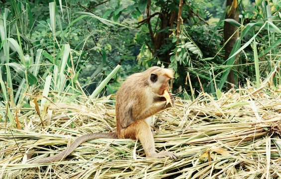 รูปภาพRilawa – เลือกดูภาพถ่ายสต็อก เวกเตอร์ และวิดีโอ154 | Adobe Stock