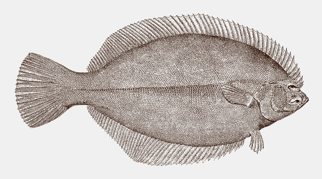 Plattfisch Bilder – Durchsuchen 9,686 Archivfotos, Vektorgrafiken und ...