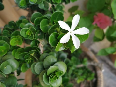 Carissa Images – Browse 8 Stock Photos, Vectors, and Video | Adobe Stock