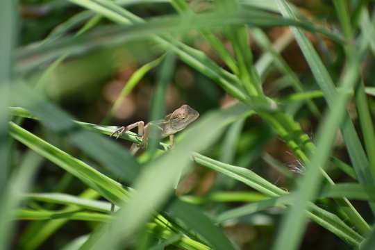 Trinath photos, images, assets | Adobe Stock