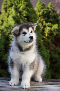 Are There Miniature Malamutes