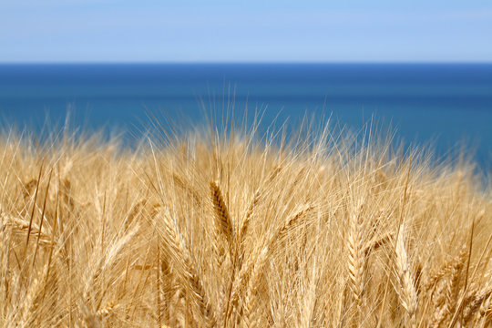 Caryopse Bilder – Durchsuchen 21,577 Archivfotos, Vektorgrafiken und ...