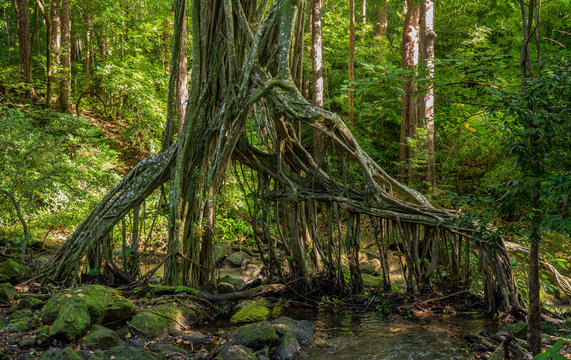 Afbeeldingen over "Hanging Roots" – Blader in stockfoto's, vectoren en ...