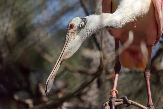 รูปภาพSpoonbill – เลือกดูภาพถ่ายสต็อก เวกเตอร์ และวิดีโอ19,538 | Adobe ...