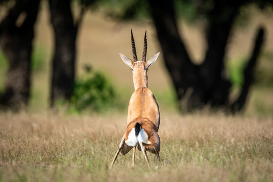 Chinkara Bilder – Durchsuchen 256 Archivfotos, Vektorgrafiken und ...