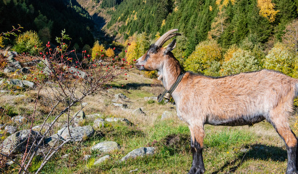 Bergziege bilder – Bläddra bland 795 stockfoton, vektorer och videor ...