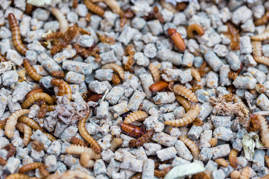 รูปภาพSuperworm – เลือกดูภาพถ่ายสต็อก เวกเตอร์ และวิดีโอ409 | Adobe Stock