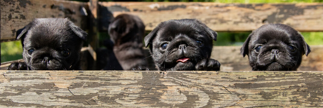 รูปภาพMopsy – เลือกดูภาพถ่ายสต็อก เวกเตอร์ และวิดีโอ37 | Adobe Stock