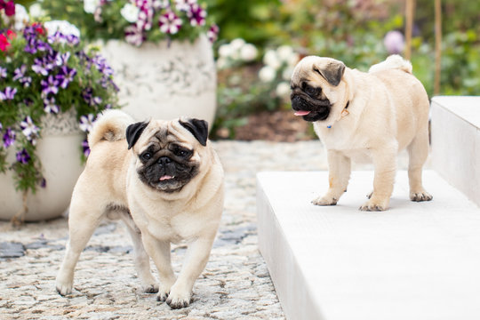 Mopsy Images – Browse 33 Stock Photos, Vectors, and Video | Adobe Stock