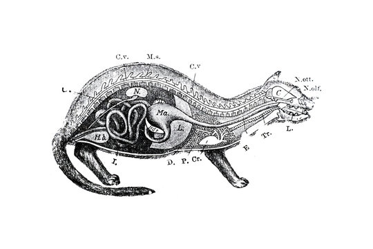 Longitudinal Section Anatomy