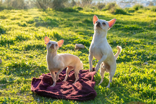 Chiguagua Images – Browse 63 Stock Photos, Vectors, and Video | Adobe Stock