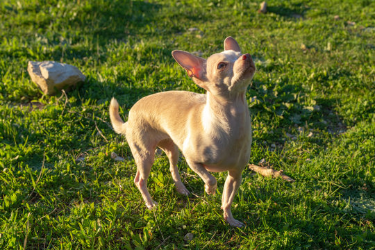 Chiguagua Images – Browse 63 Stock Photos, Vectors, and Video | Adobe Stock