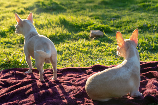 Chiguagua Images – Browse 63 Stock Photos, Vectors, and Video | Adobe Stock