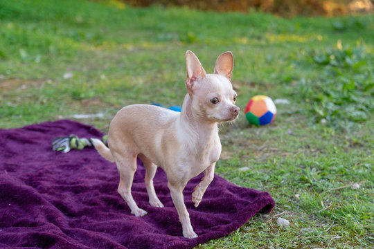 Chiguagua Images – Browse 63 Stock Photos, Vectors, and Video | Adobe Stock