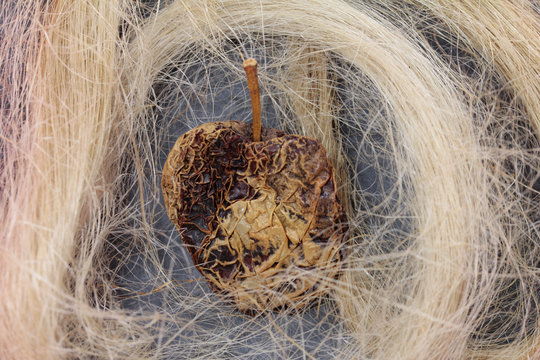 「Hanffasern」の写真素材 | 46件の無料イラスト画像 | Adobe Stock