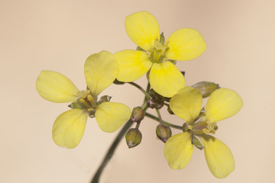 Jaramago Images – Browse 29 Stock Photos, Vectors, and Video | Adobe Stock