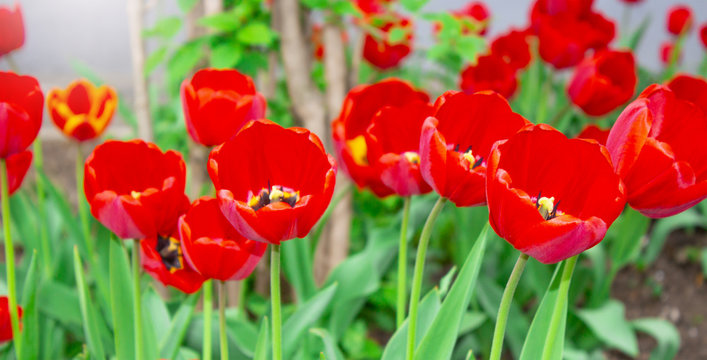 Ulip Bilder – Durchsuchen 84 Archivfotos, Vektorgrafiken und Videos | Adobe Stock