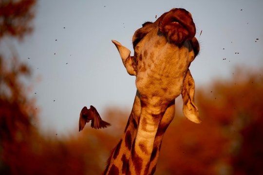 「Pesty」の画像 - 64 件の Stock 写真、ベクターおよびビデオ | Adobe Stock